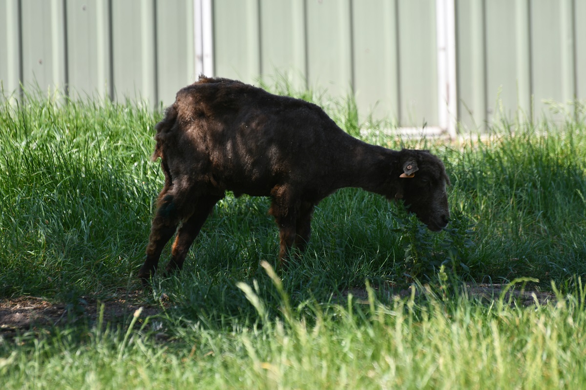 Mauris en Furaha in zomertenue dankzij meelevende scheerder – Het ...