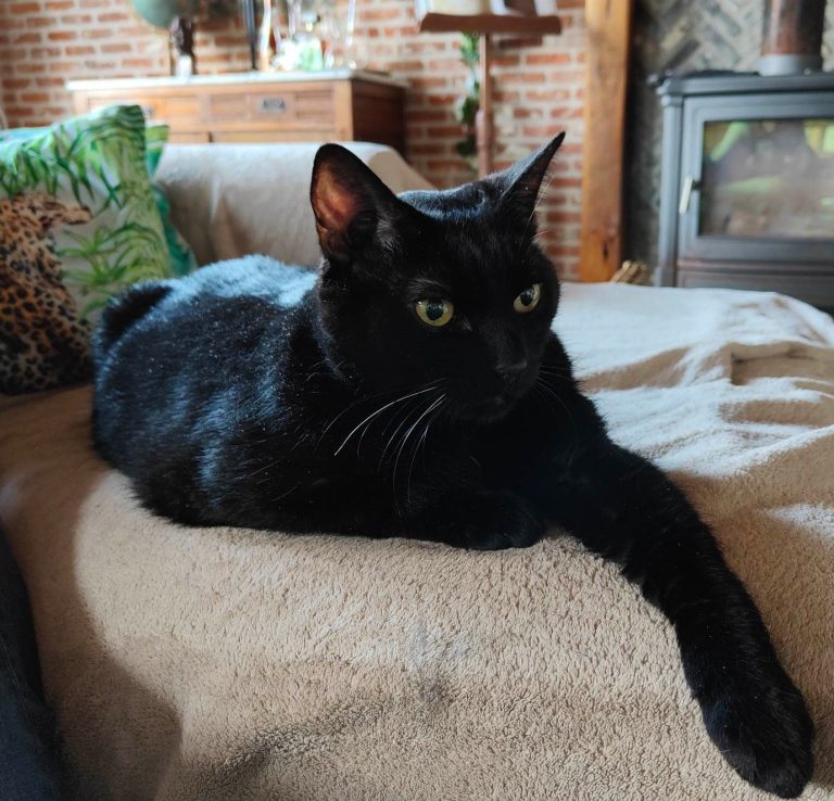 Minoe – Het Dierenthuisje