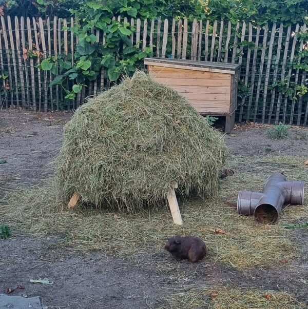 Cavia’s krijgen er een hooimijt bij en binnenkort… – Het Dierenthuisje